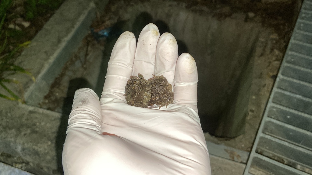 Boreal Digging Frog from 장재리, 아산시, 충청남도, KR on October 17, 2024 at 09: ...