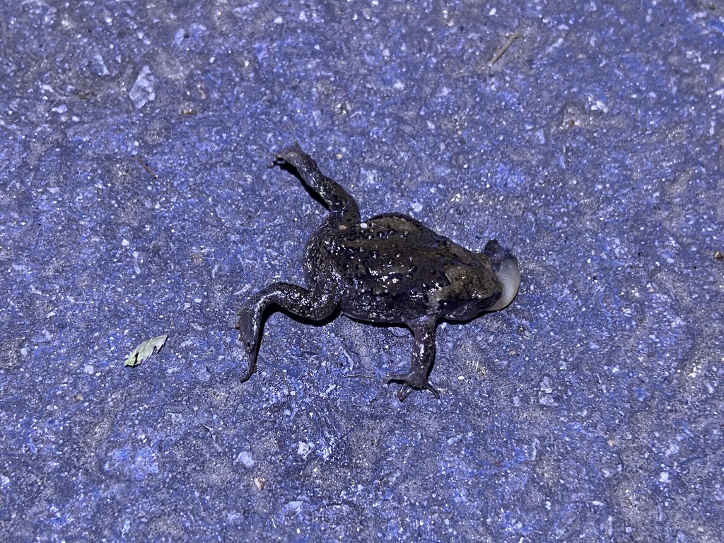 Boreal Digging Frog from 광장로, 아산시, 충청남도, KR on October 17, 2024 at 07: ...