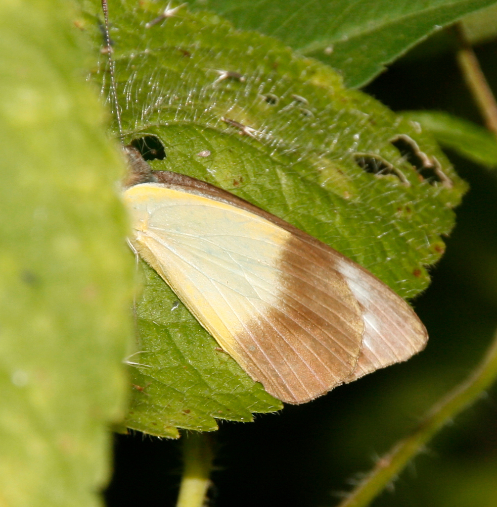 Common Albatross from Byfield NP, Stockyard QLD, Australia on July 23 ...