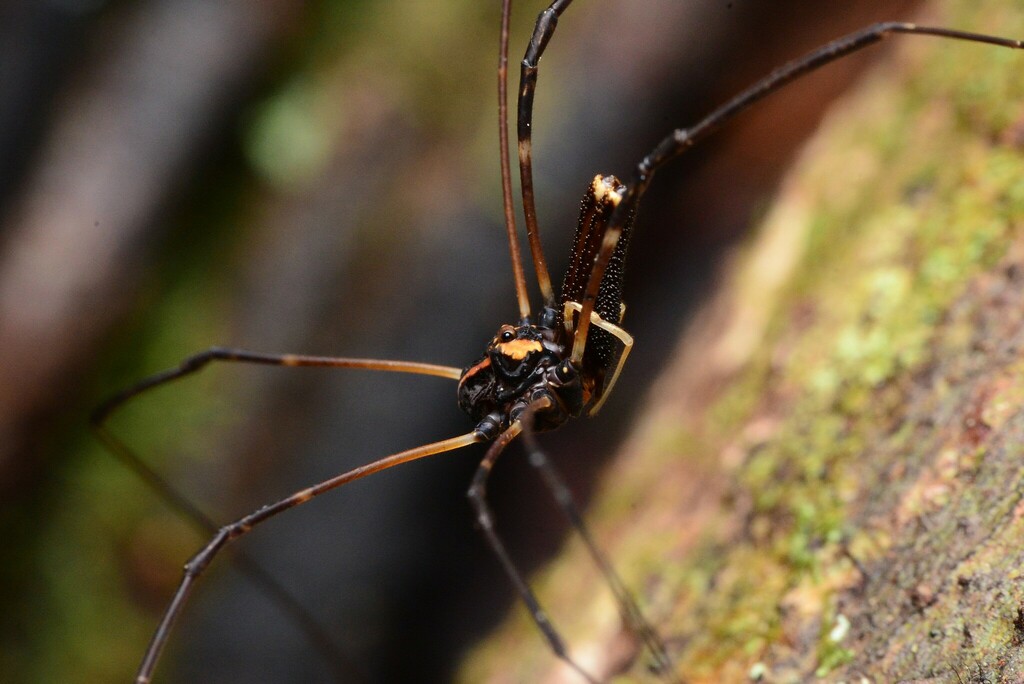 Forsteropsalis pureora from Donnellys Crossing, Neuseeland on October ...