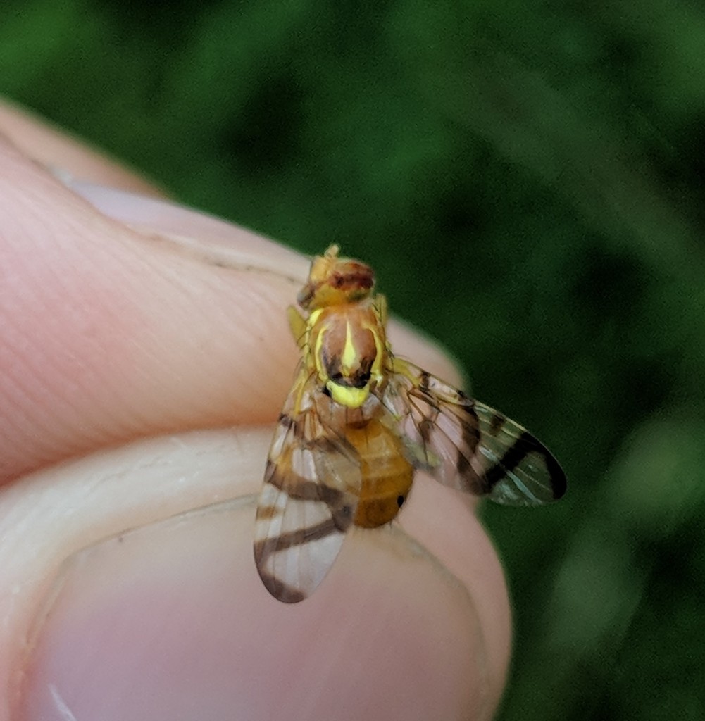 Zonosemata electa from Middletown Township, PA, USA on July 7, 2019 at ...