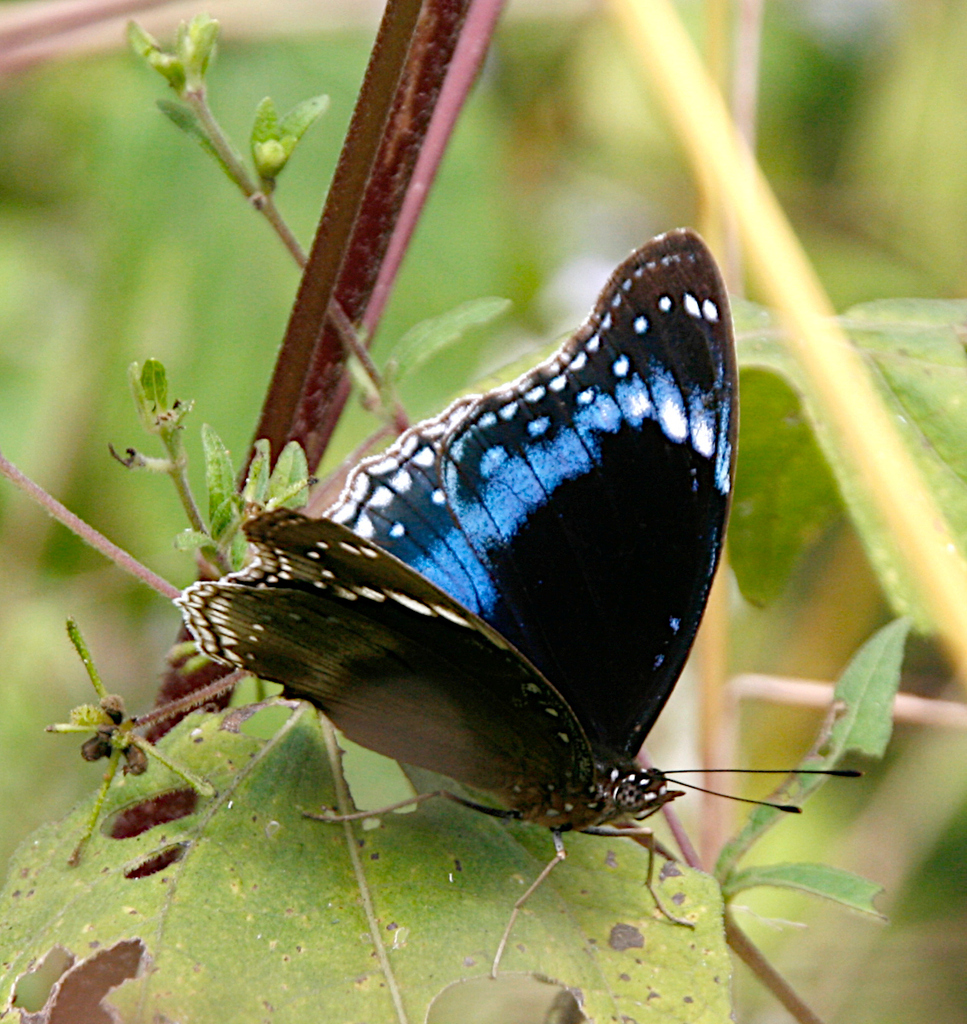Blue-banded Eggfly from Byfield NP, Stockyard QLD, Australia on July 23 ...