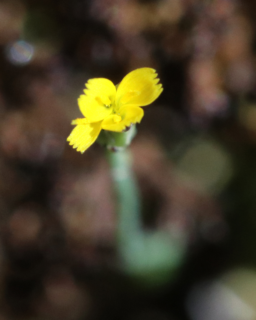 yellow centaury from Steiglitz VIC 3331, Australia on October 16, 2024 ...