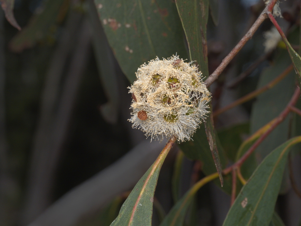 Grampians peppermint from Milltown VIC 3304, Australia on October 17 ...
