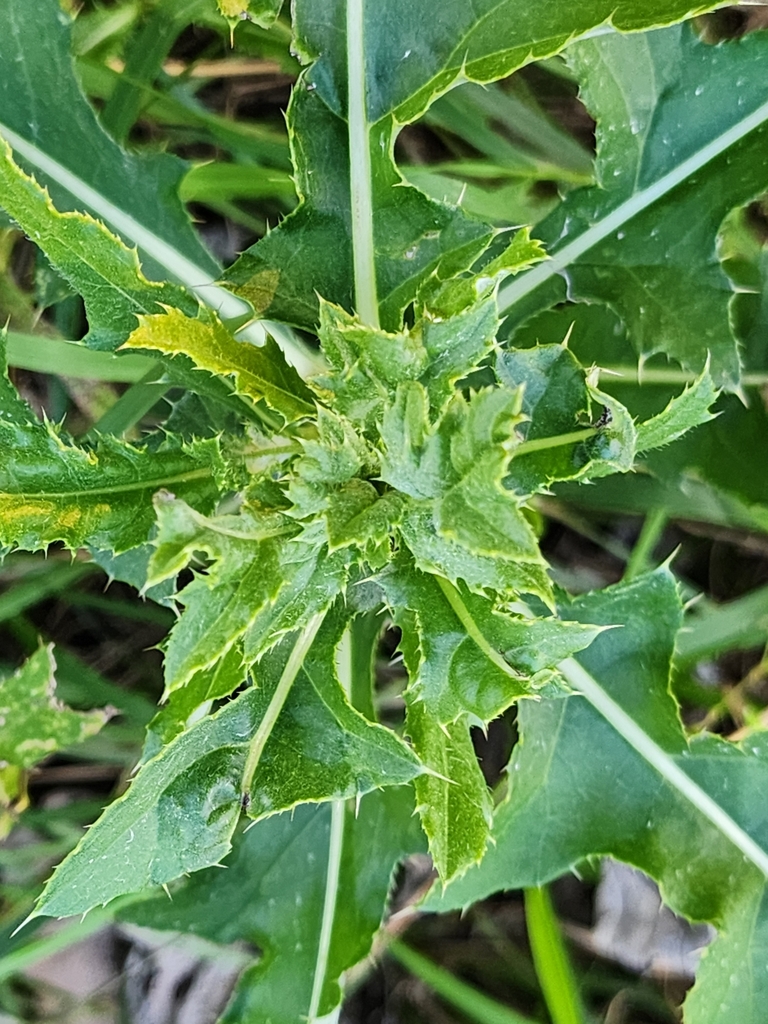 creeping thistle from Sumpter Township, MI, USA on October 17, 2024 at ...