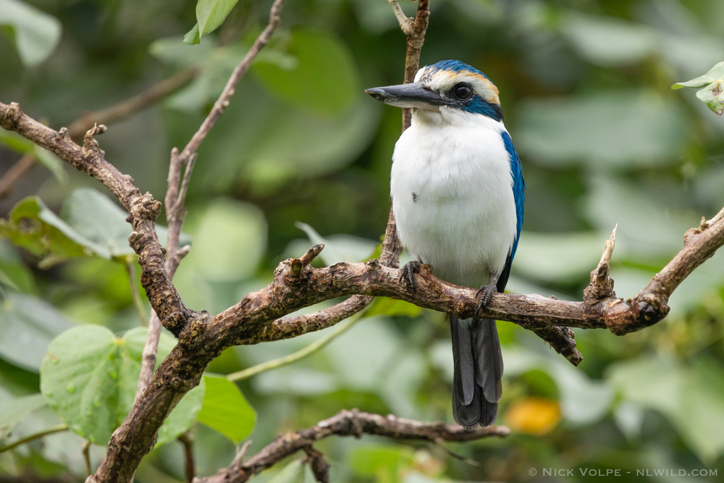 Pacific Kingfisher in October 2024 by Nick Volpe · iNaturalist
