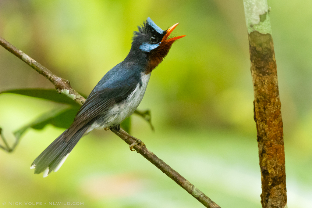 Chestnut-throated Flycatcher in October 2024 by Nick Volpe · iNaturalist