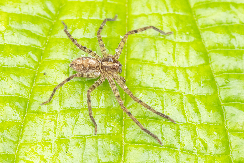 Pantropical Huntsman Spider in October 2024 by Nick Volpe · iNaturalist