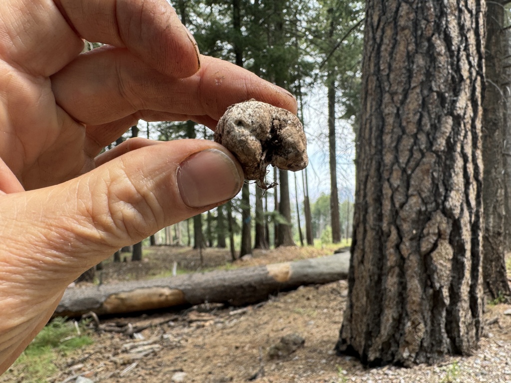 Trappea darkeri in September 2024 by Jonathan Frank · iNaturalist