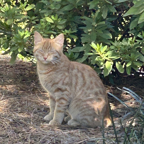 Julius (Georgia Tech Cats) · iNaturalist
