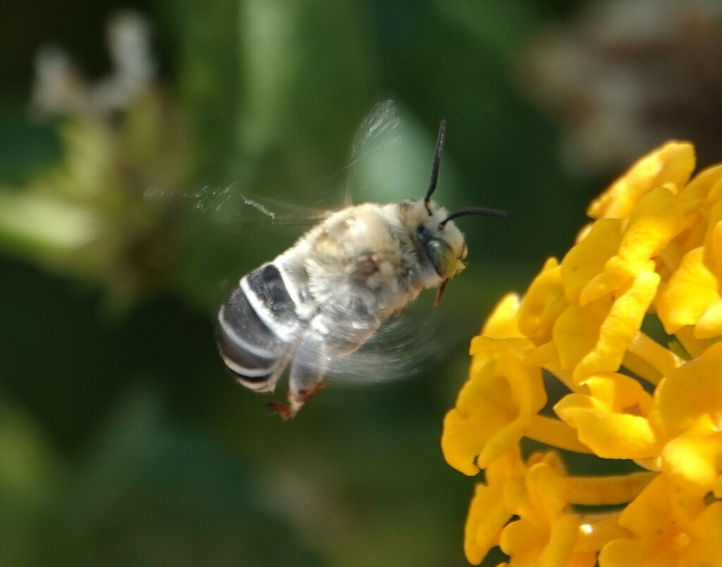 California Digger Bee from Tucson Airport Authority, Tucson, AZ, USA on ...