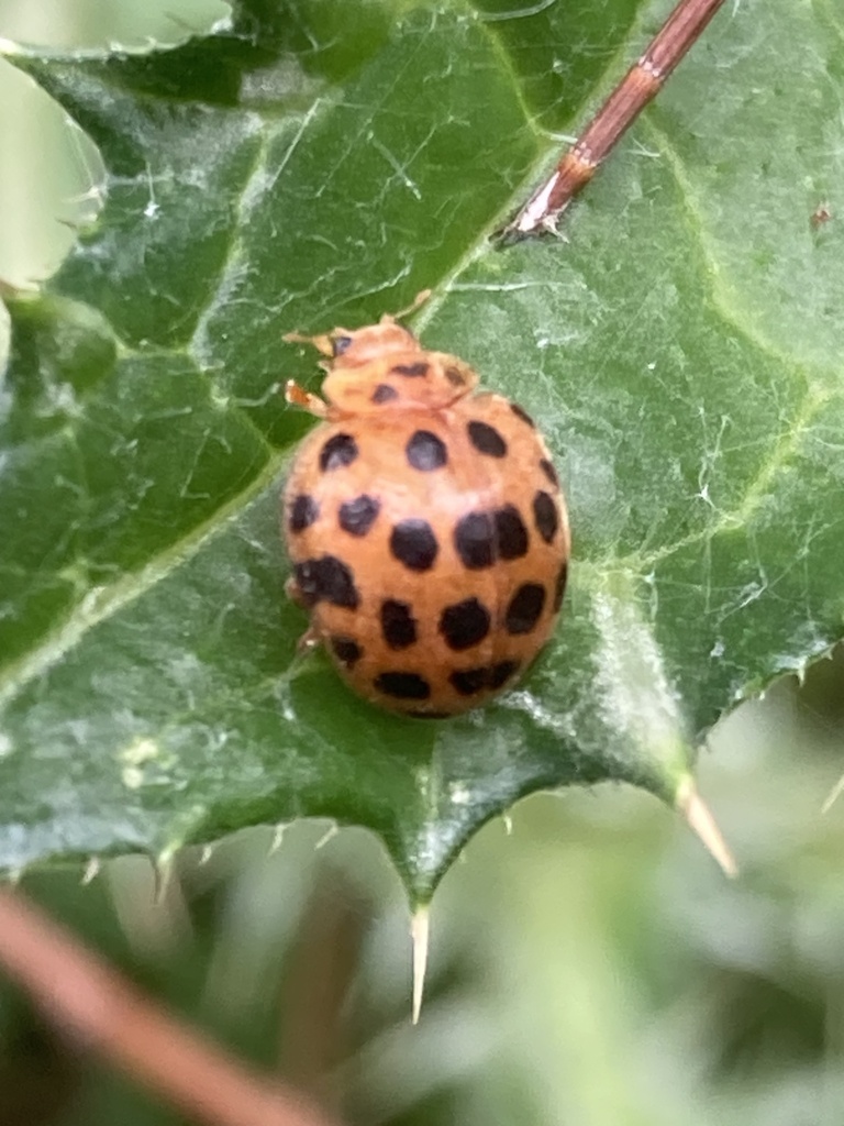 Hadda Beetle from Wyangala, NSW, AU on October 18, 2024 at 11:49 AM by ...