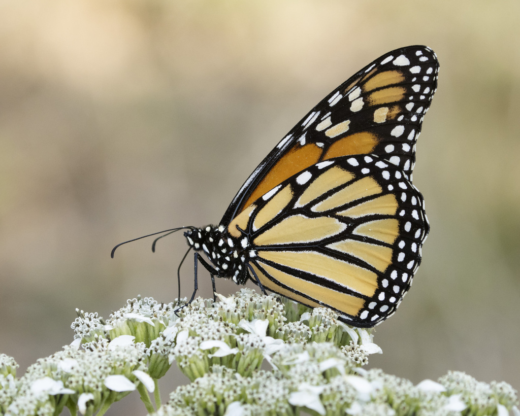 Monarch from FM 436 Belton, Bell County, TX, USA on October 15, 2024 at ...