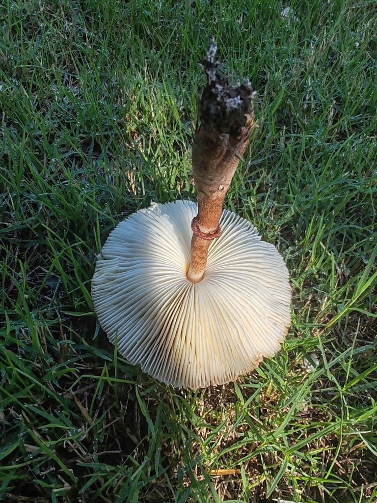 deadly dapperling from Jiaxing, CN-ZJ, CN on October 18, 2024 at 09:01 ...