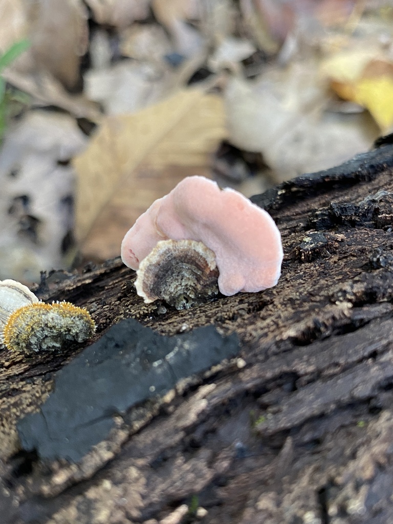 Coral-pink Merulius in September 2024 by Jim Oehmke · iNaturalist