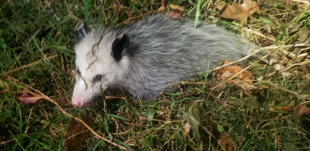 Virginia Opossum from Cumberland County, VA, USA on November 5, 2023 at ...