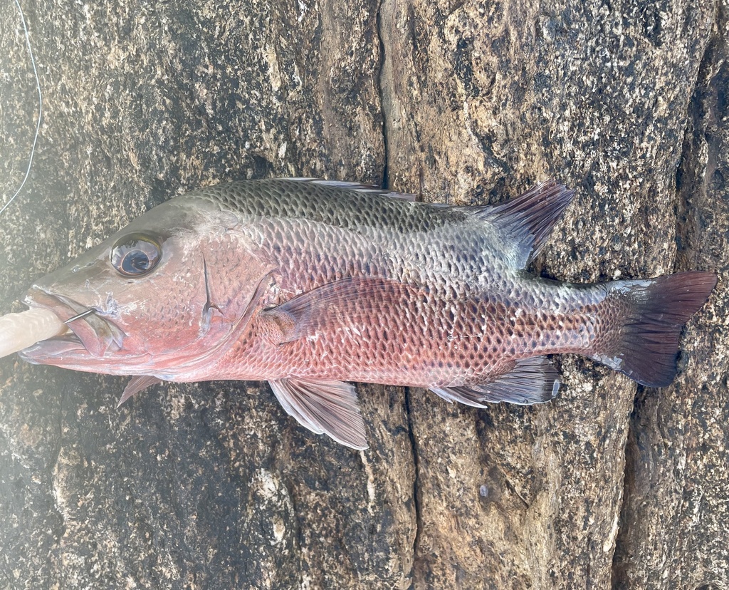 Mangrove Red Snapper from South Mission Beach, QLD, AU on October 18 ...