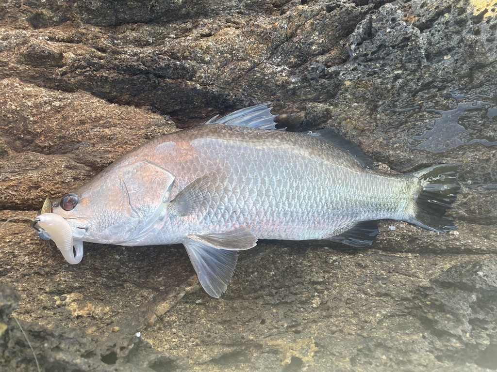 Barramundi in October 2024 by Allan Lugg · iNaturalist