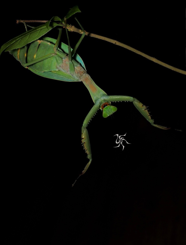 Hierodula chinensis from Jinping, Honghe, Yunnan, CN on October 16 ...
