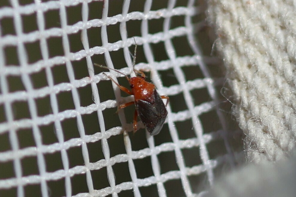 Yucca Plant Bug from Riverside County, CA, USA on October 12, 2024 at ...