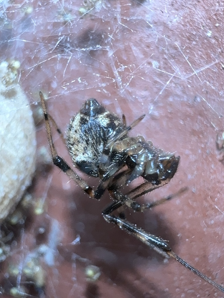 Colourful Comb-footed Spiders from Lake Josephine County Park ...