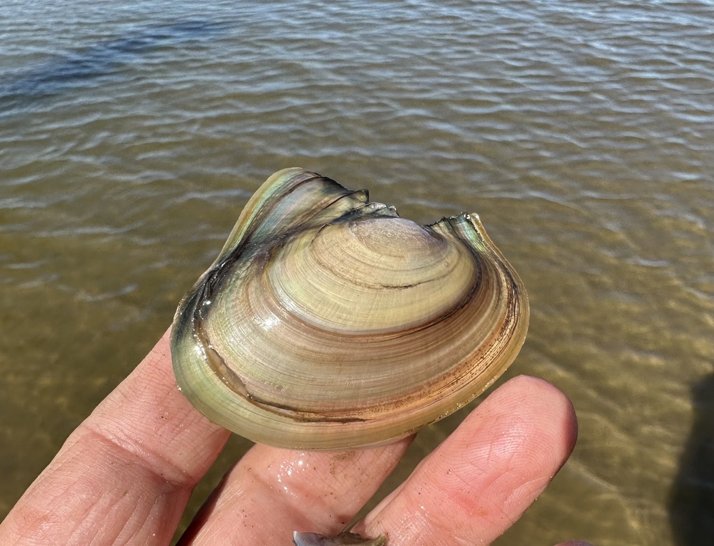 Pink Papershell from Mississippi River, Bagley, WI, US on October 16 ...