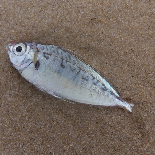 Genus Equulites · iNaturalist