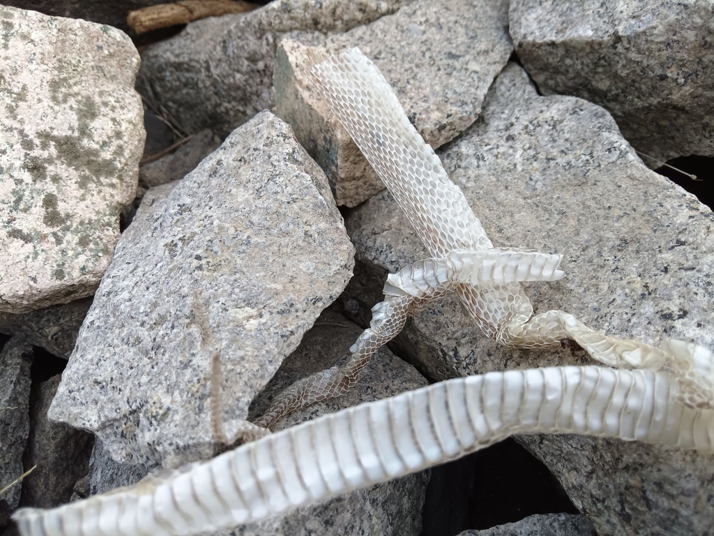 Colubrine Snakes from 中国山东省青岛市即墨区 on October 18, 2024 at 12:16 PM by ...