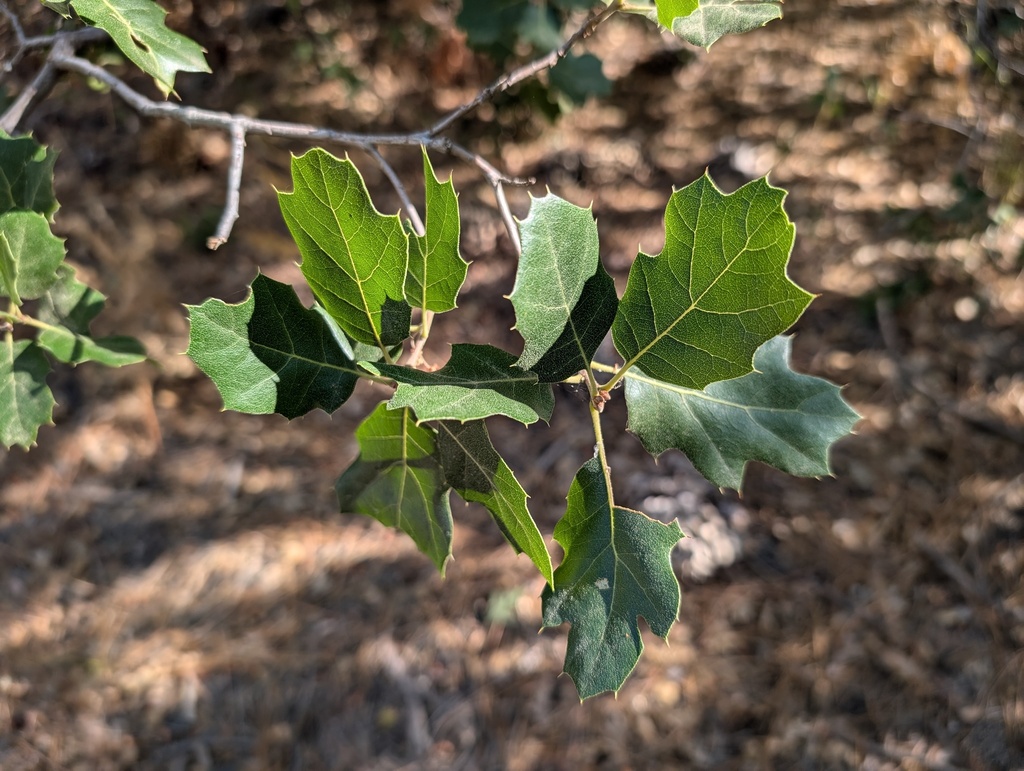 Oracle Oak from James Reserve, Riverside County, CA, USA on October 16 ...