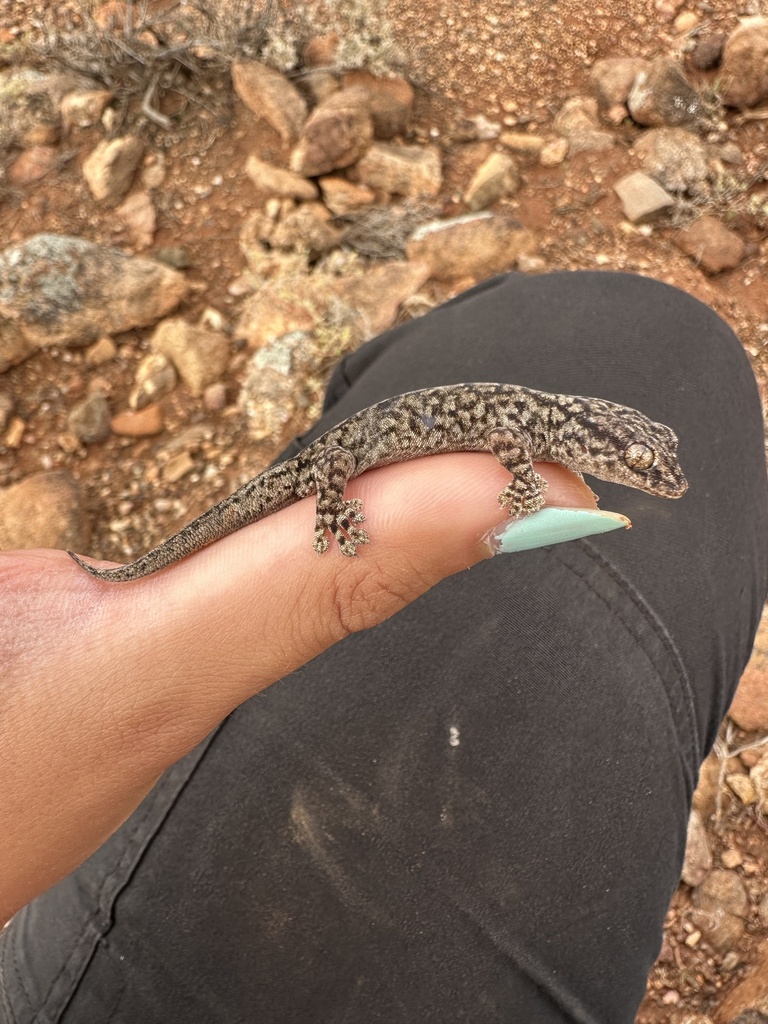 Eastern tree dtella from Wilangee Rd, Silverton, NSW, AU on October 18 ...