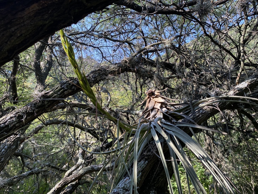 Airplants from Corregidora, Qro., MX on October 17, 2024 at 10:07 AM by ...
