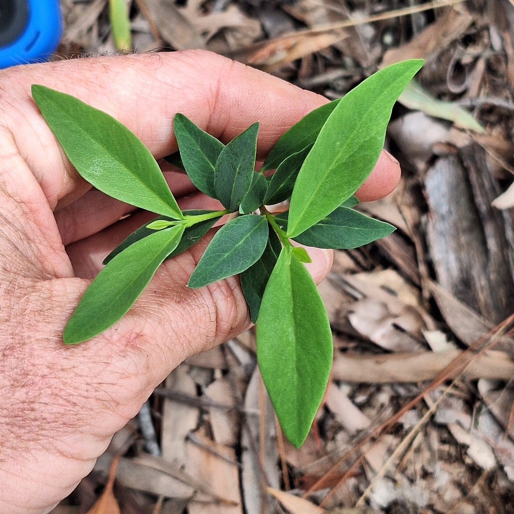 Bootlace Plant from Kairabah QLD 4207, Australia on October 18, 2024 at ...