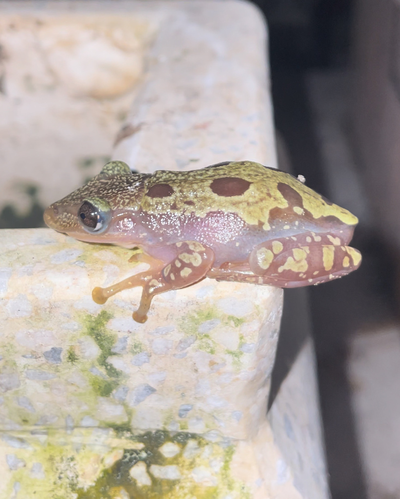 Duck-billed Tree Frog from Vasco De Quiroga, La Huacana, Mich., MX on ...