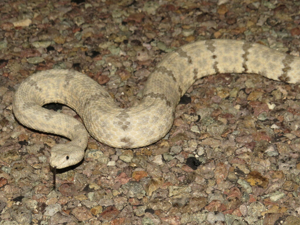 Mottled Rock Rattlesnake in June 2024 by Hawken Carlton · iNaturalist