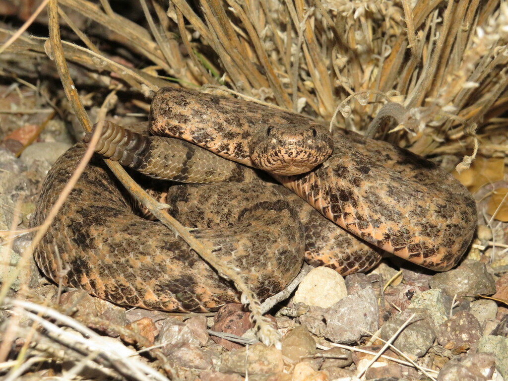 Mottled Rock Rattlesnake in June 2024 by Hawken Carlton · iNaturalist