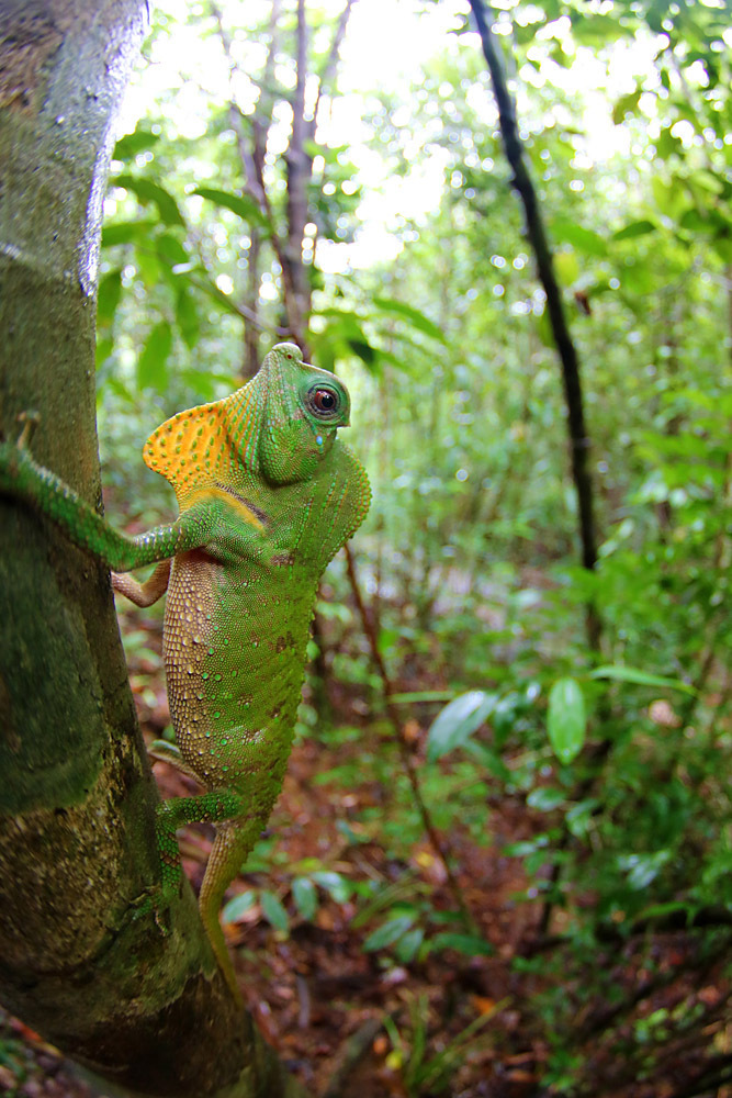 Hump Snout Lizard in June 2023 by liuye · iNaturalist