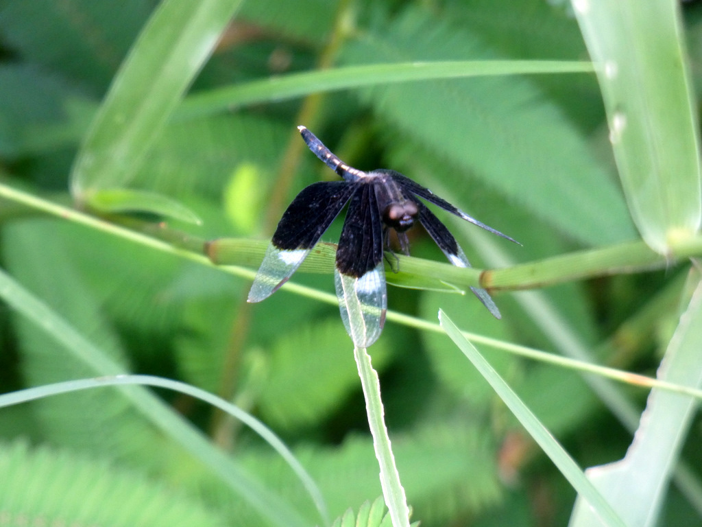 Grasshawks from Vientiane, Laos on October 18, 2024 at 10:15 AM by ...