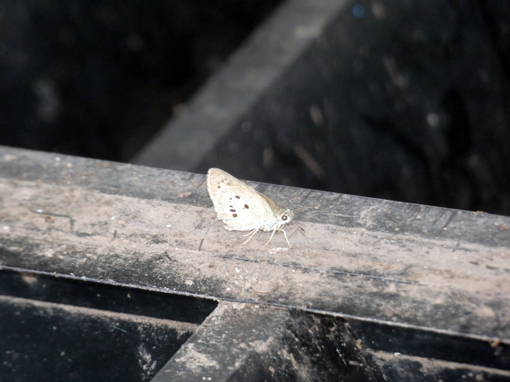 Indian Palm Bob from Vientiane, Laos on October 18, 2024 at 10:22 AM by ...