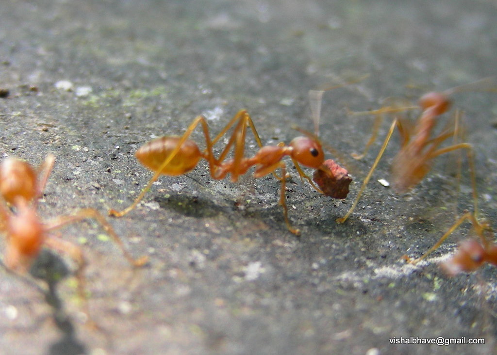 Asian Weaver Ant from damale vidyalay, maharashtra, india on October 26 ...