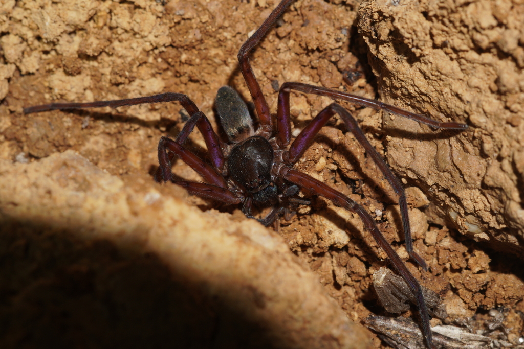 Sinopoda in October 2024 by Anthony · iNaturalist