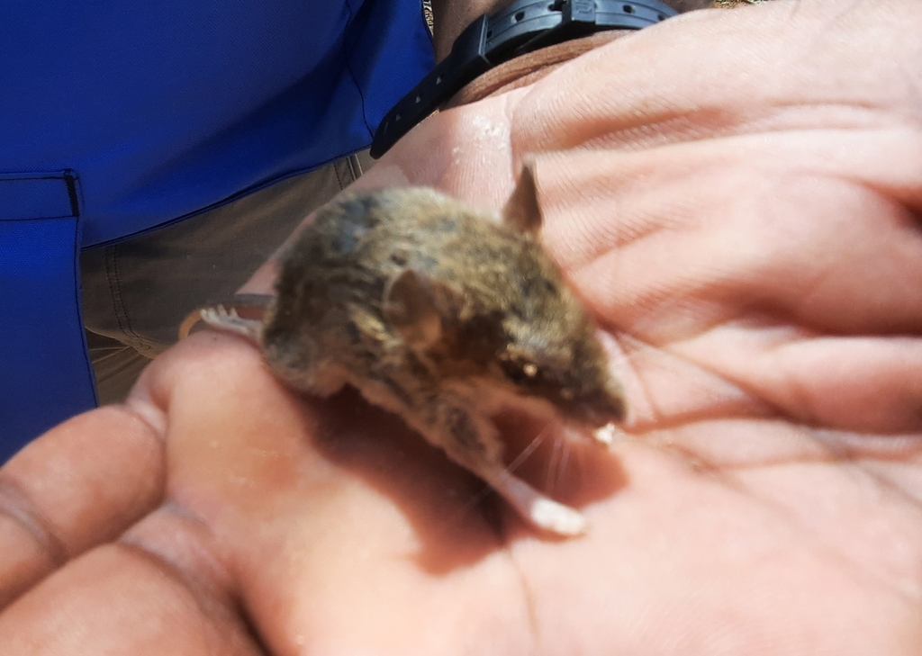 Typical Old World Mice from Ampakamam, Sri Lanka on October 18, 2024 at ...