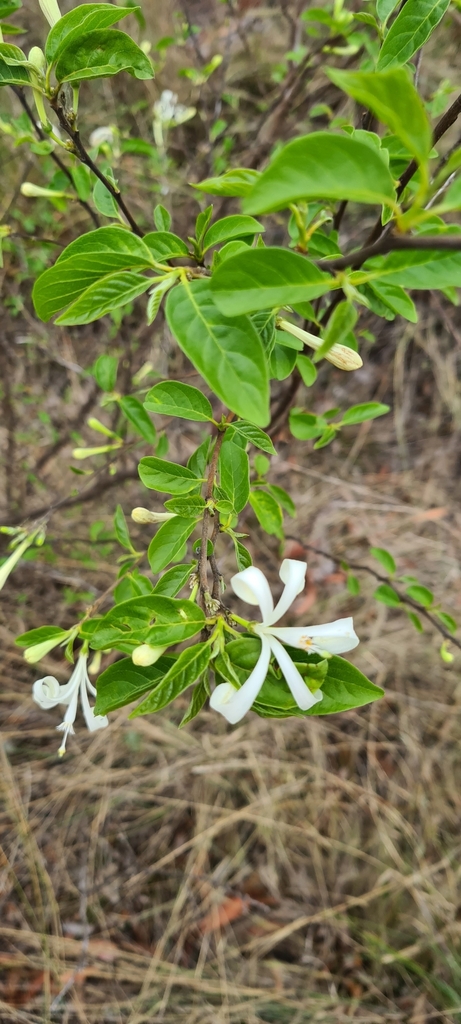 Turraea pubescens from Isla QLD 4719, Australia on October 18, 2024 at ...