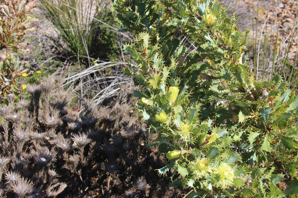 Parrot Bush from Warradarge WA 6518, Australia on September 9, 2024 at ...