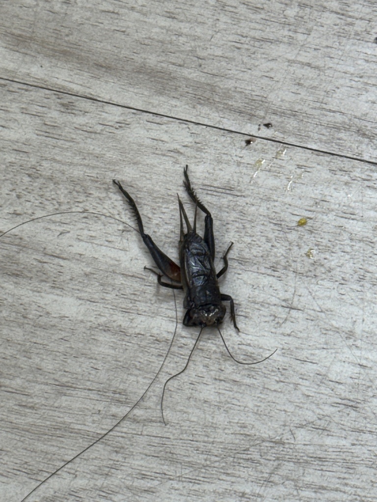 Southern Field Cricket from National University of Singapore, Singapore ...