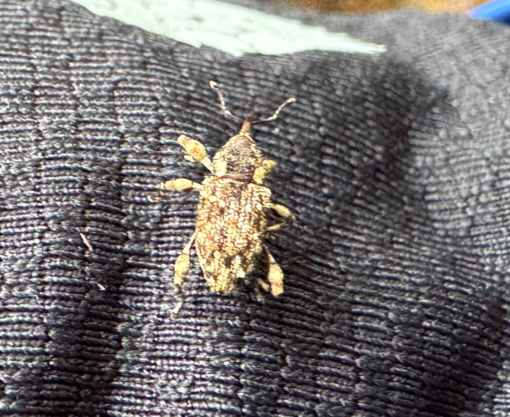 Acicnemis from Moorea, French Polynesia, PF on October 12, 2024 at 02: ...