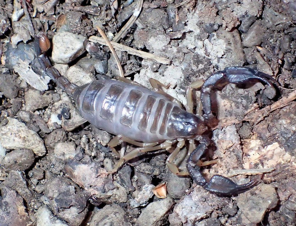 Western Forest Scorpion from Dixie Glade Campground, Fouts Springs, CA ...