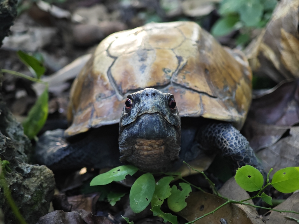 Jagged-shelled Turtle in October 2024 by 刘光裕 Liu Guangyu. 森林公安救助于勐仑 ...