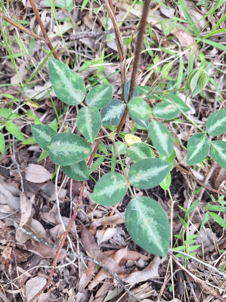 Silverleaf Desmodium from Numinbah Valley QLD 4211, Australia on ...