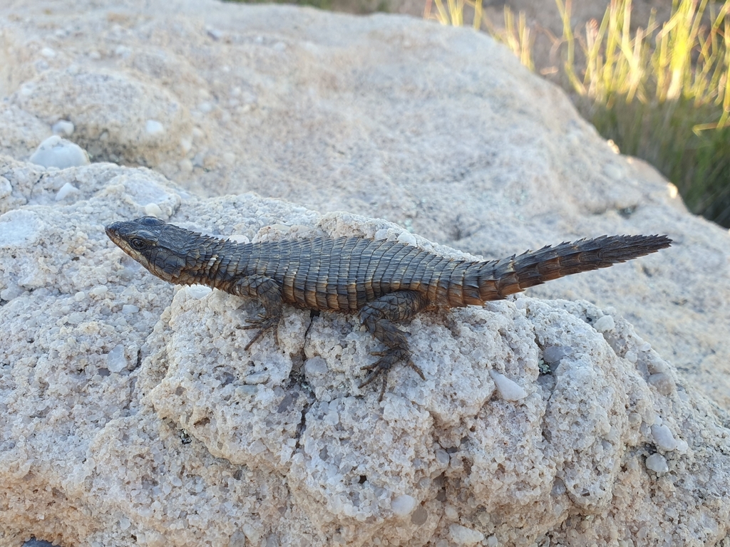McLachlan’s Girdled Lizard from Hantam Municipality, South Africa on ...