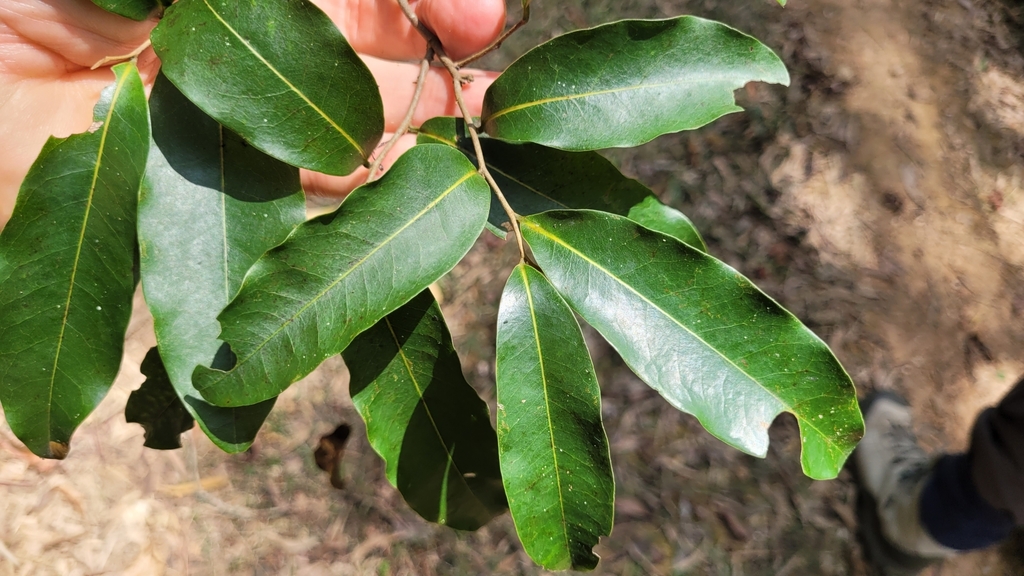Zig-zag Vine from Wolvi QLD 4570, Australia on October 18, 2024 at 10:34 AM by Stephen Csurhes ...